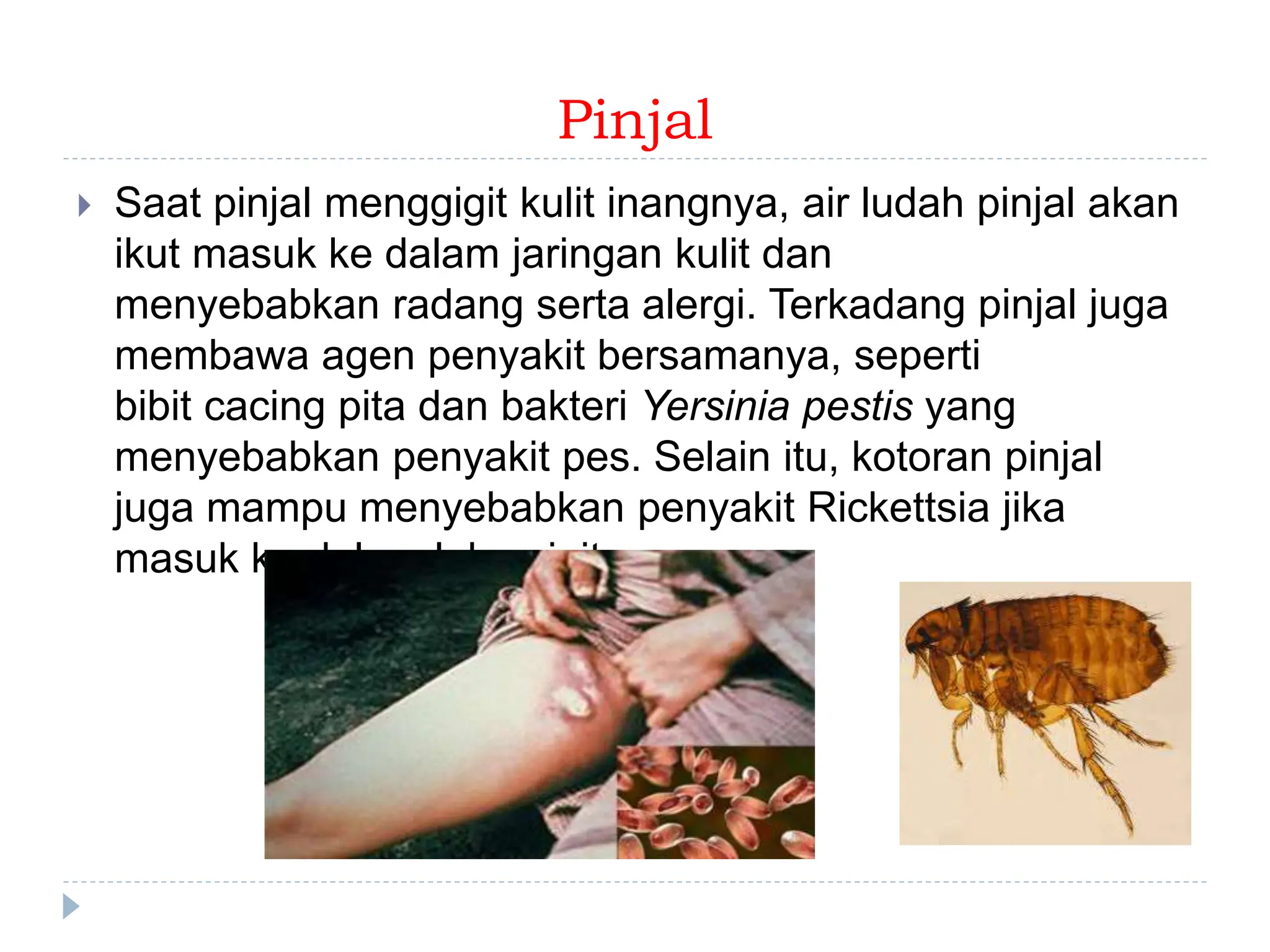 Vektor dan Binatang Pembawa Penyakit - Windi, S.Tr.pptx