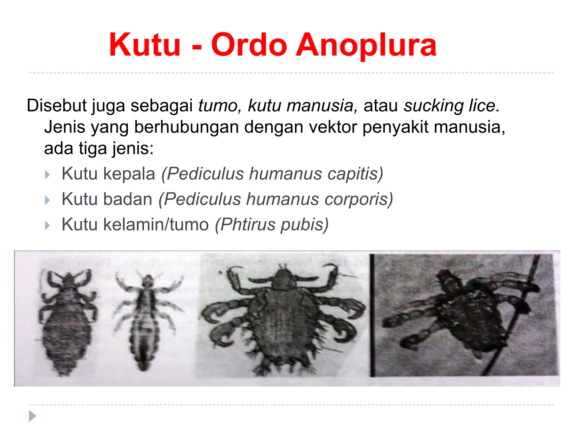 Vektor dan Binatang Pembawa Penyakit - Windi, S.Tr.pptx