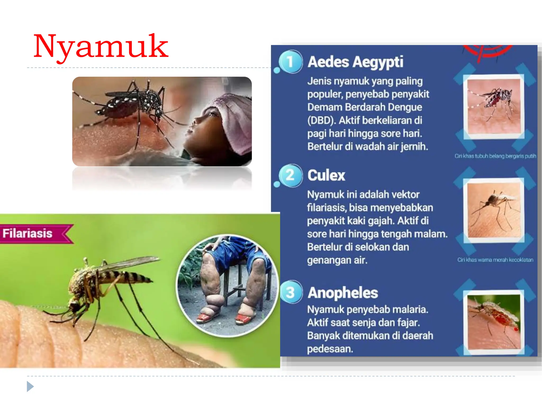 Vektor dan Binatang Pembawa Penyakit - Windi, S.Tr.pptx