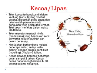 Vektor dan Binatang Pembawa Penyakit - Windi, S.Tr.pptx