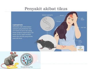 Vektor dan Binatang Pembawa Penyakit - Windi, S.Tr.pptx