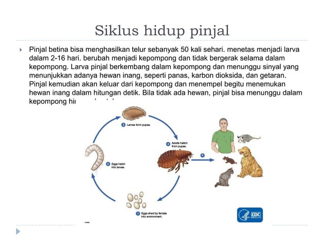 Vektor dan Binatang Pembawa Penyakit - Windi, S.Tr.pptx