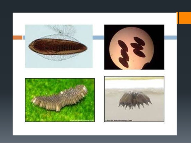 Vektor penyakit cacing (filariasis)