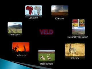 Velds Grasslands Animals