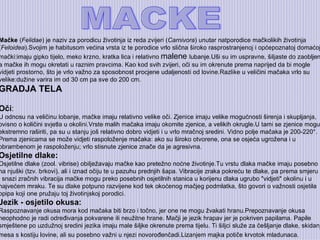 Velike mačke - Đorđe Živković - Radica Dimitrijević | PPT