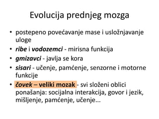 Veliki mozak | PPTX