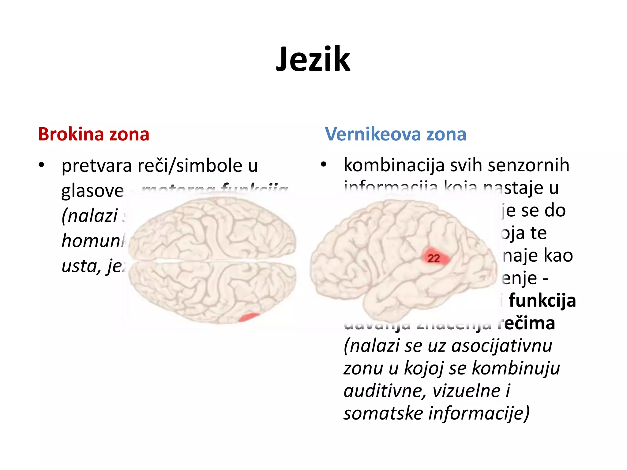 Velikimozak 131116094021-phpapp01 (1) | PPT