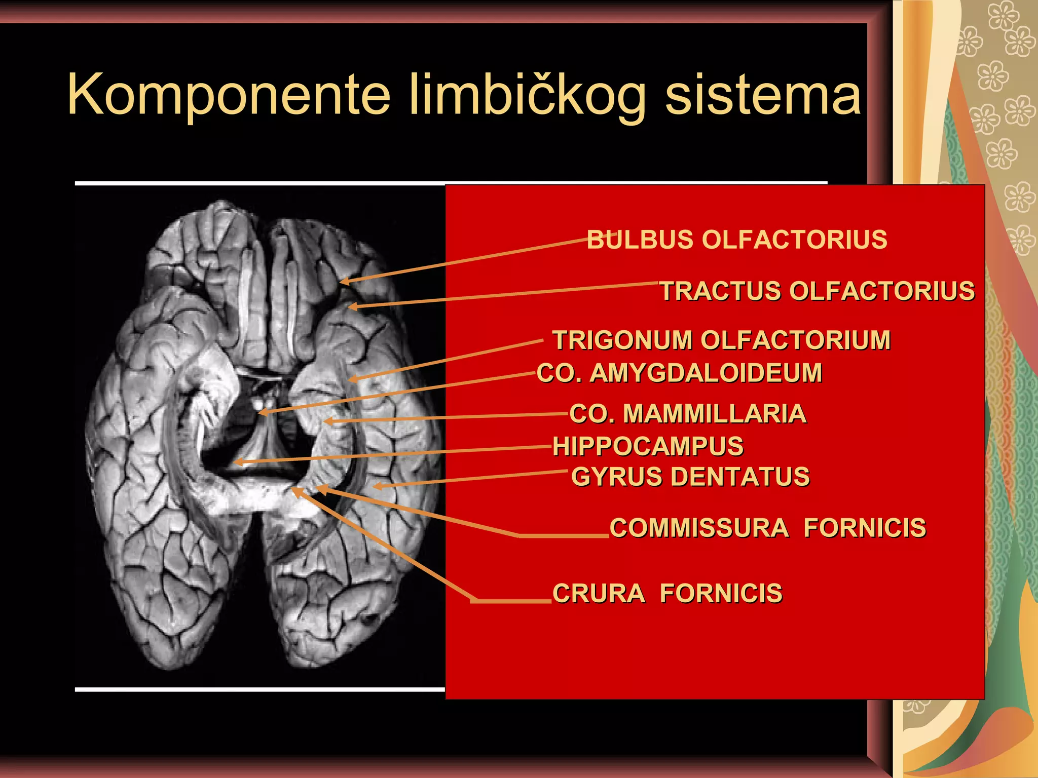 Anatomija- Veliki mozak | PPS