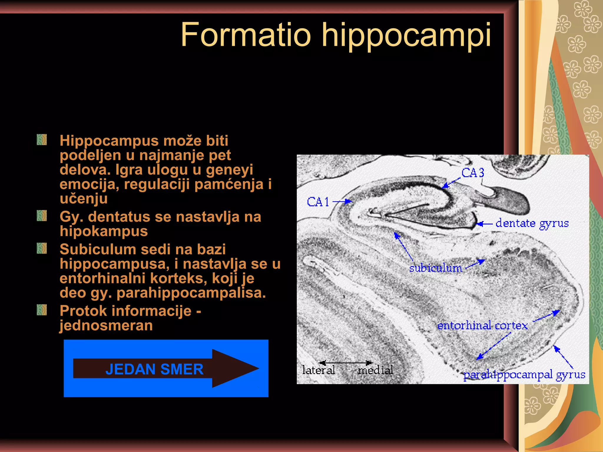 Anatomija- Veliki mozak | PPS