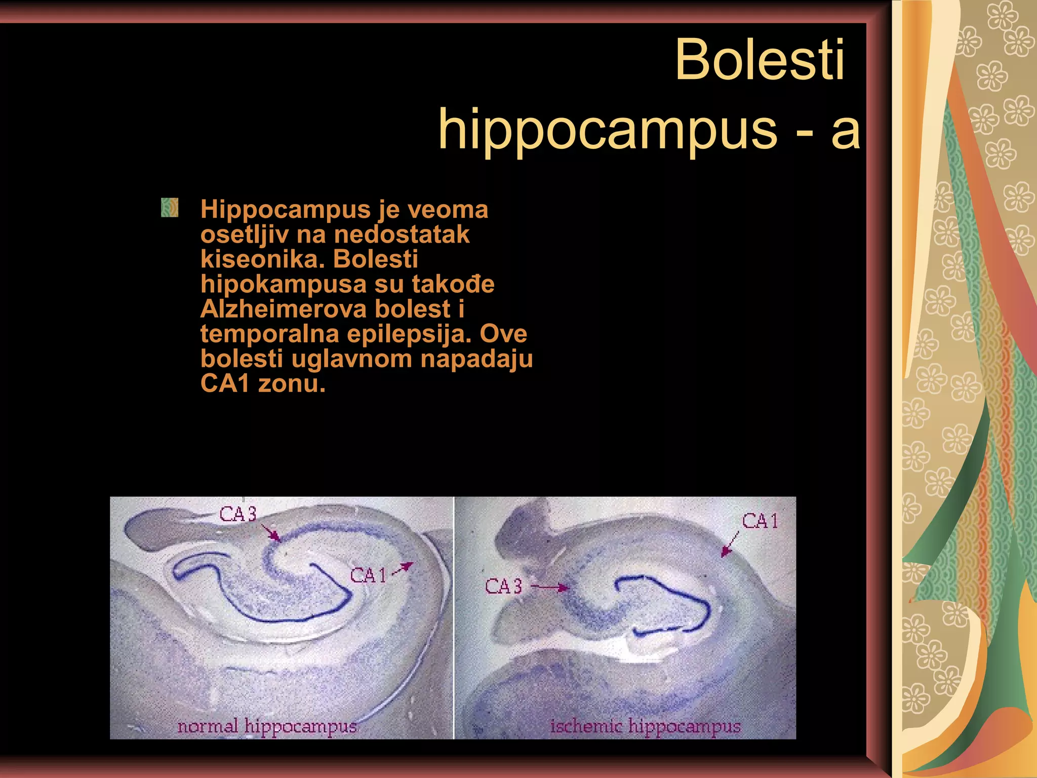 Anatomija- Veliki mozak | PPS