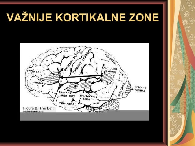 Anatomija- Veliki mozak | PPS