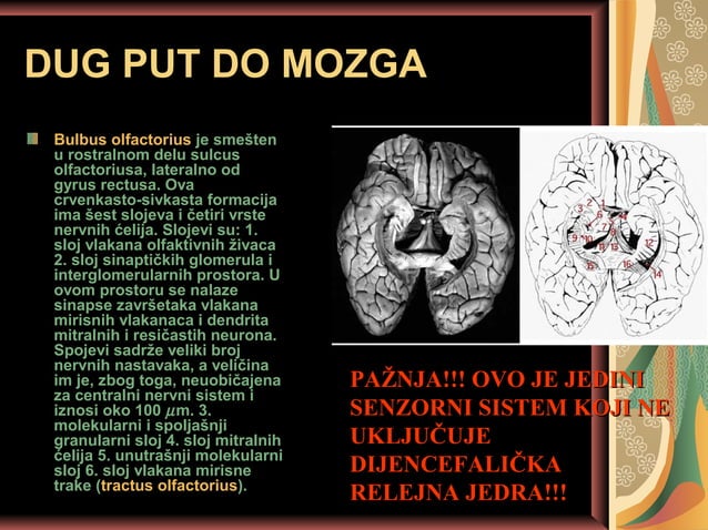 Anatomija- Veliki mozak | PPS