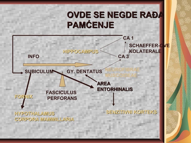Anatomija- Veliki mozak | PPS