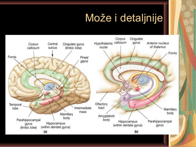 Anatomija- Veliki mozak