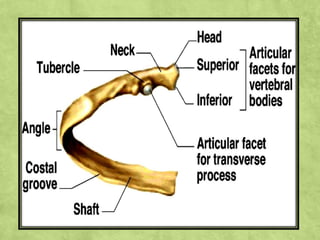 RIBS AND STERNUM RADIO-GRAPHIC PROJECTIONS | PPTX