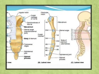 RIBS AND STERNUM RADIO-GRAPHIC PROJECTIONS | PPTX