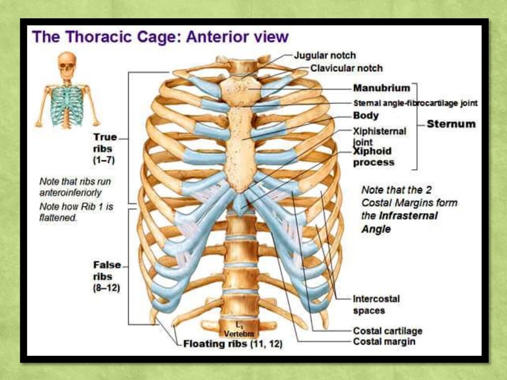 RIBS AND STERNUM RADIO-GRAPHIC PROJECTIONS