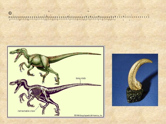 Velociraptor | PPT