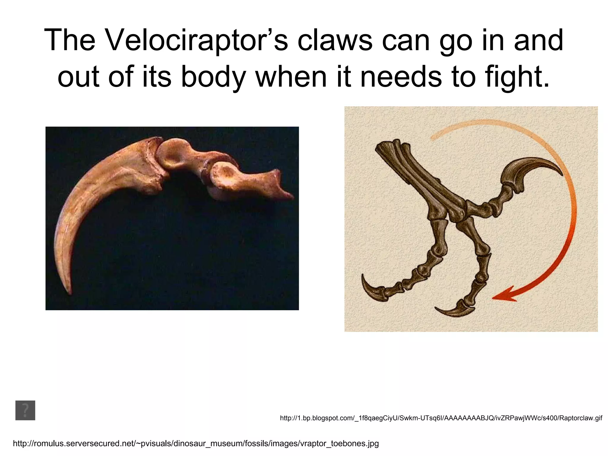 Velociraptor | PPT
