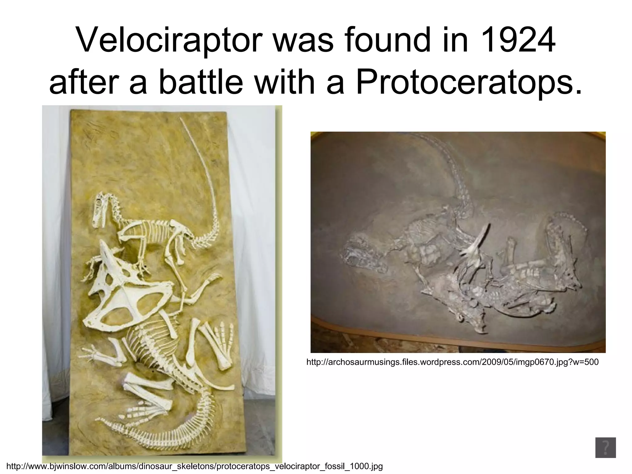 Velociraptor | PPT