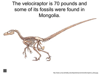 Velociraptor | PPT