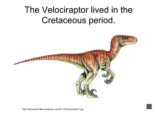 Velociraptor | PPT