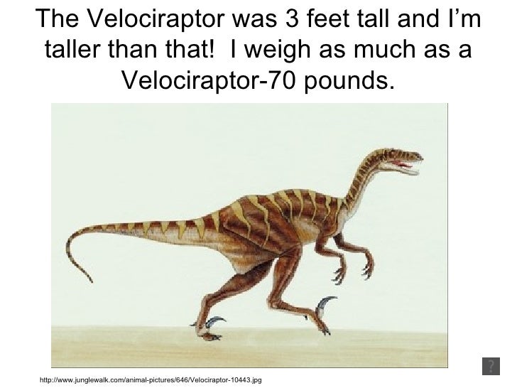 10 Facts About The Velociraptor Dinosaur 10 Swift Facts About
