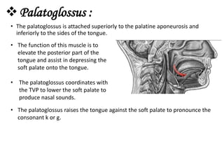 Velopharyngeal insufficiency parag | PPTX