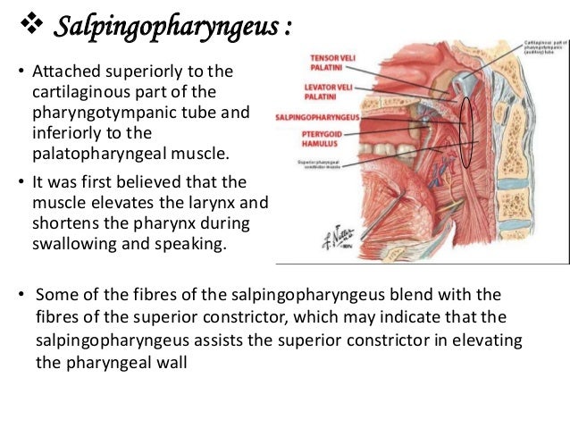 Velopharyngeal insufficiency parag