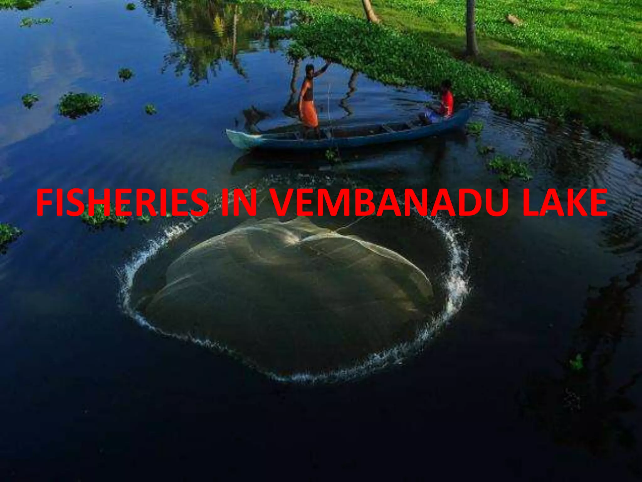 Fisheries inVembanadu kayal | PPTX | Fish and Aquariums | Pets