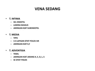 Vena | PPT | Free Download