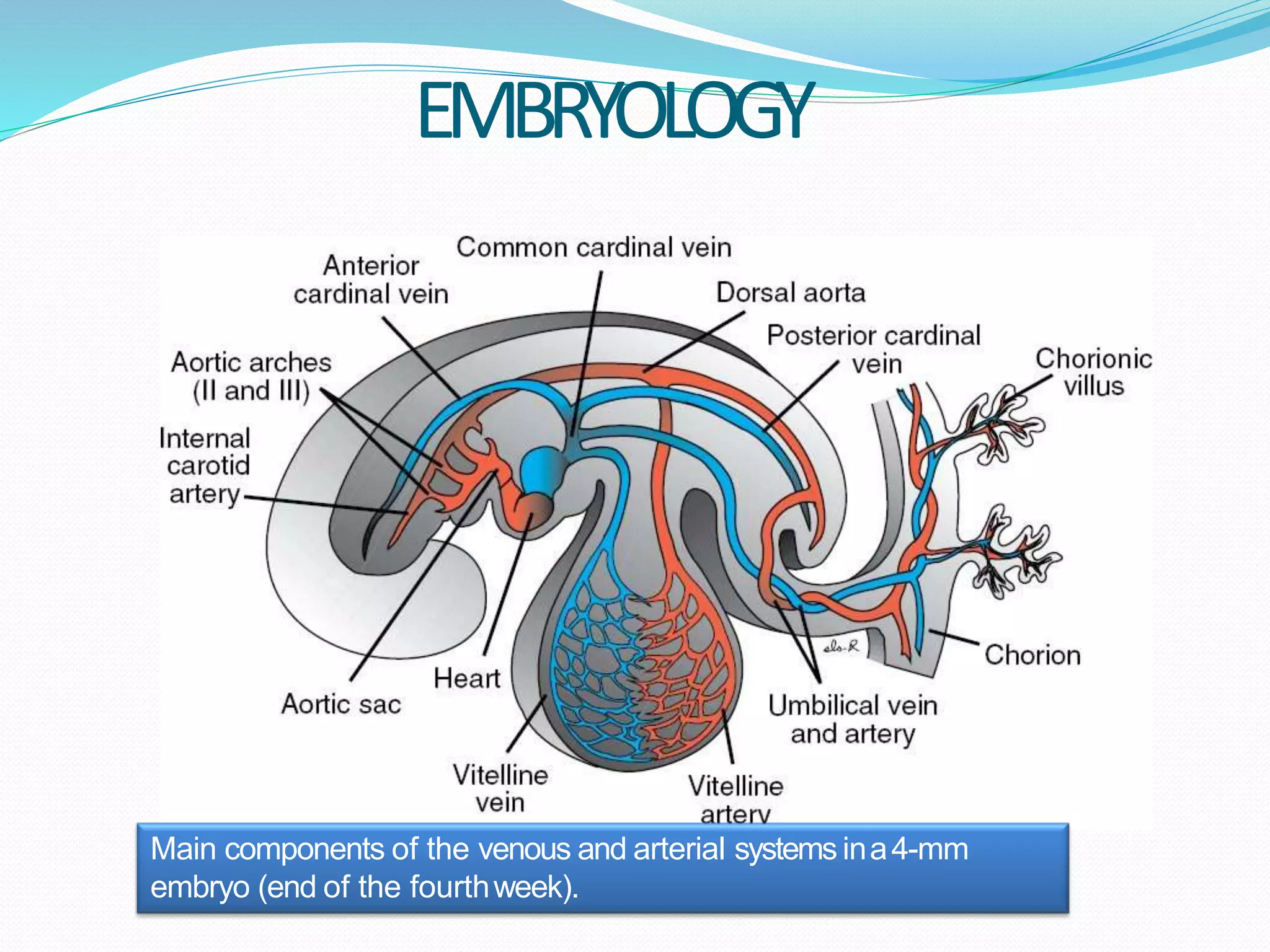 Vena cava anatomy and variants | PPTX