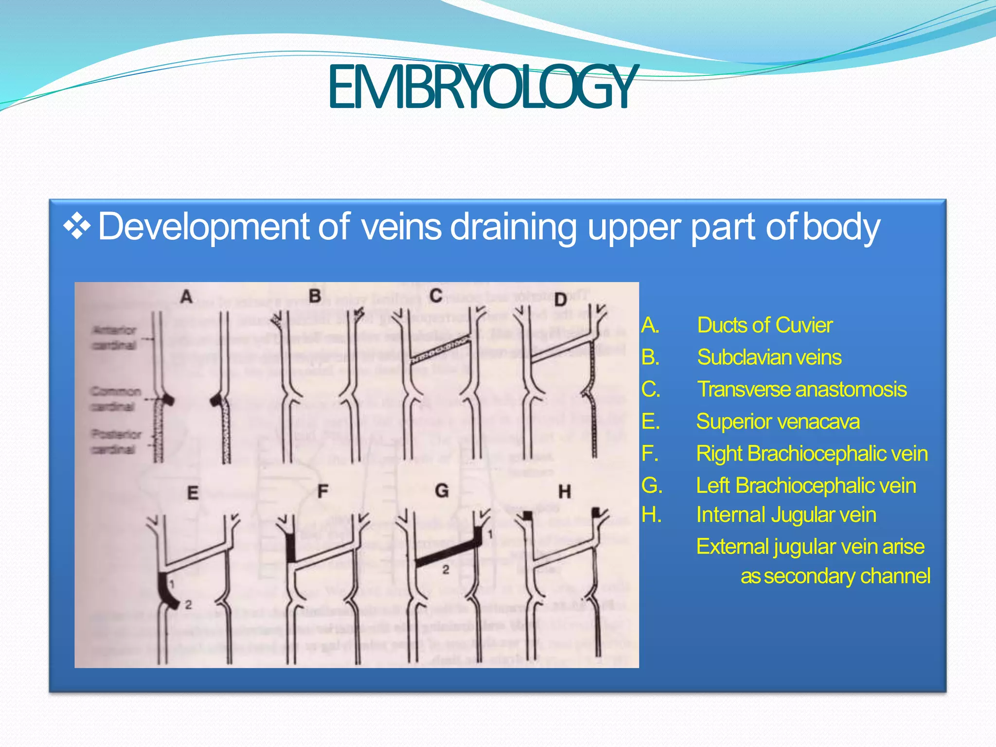Vena cava anatomy and variants | PPTX