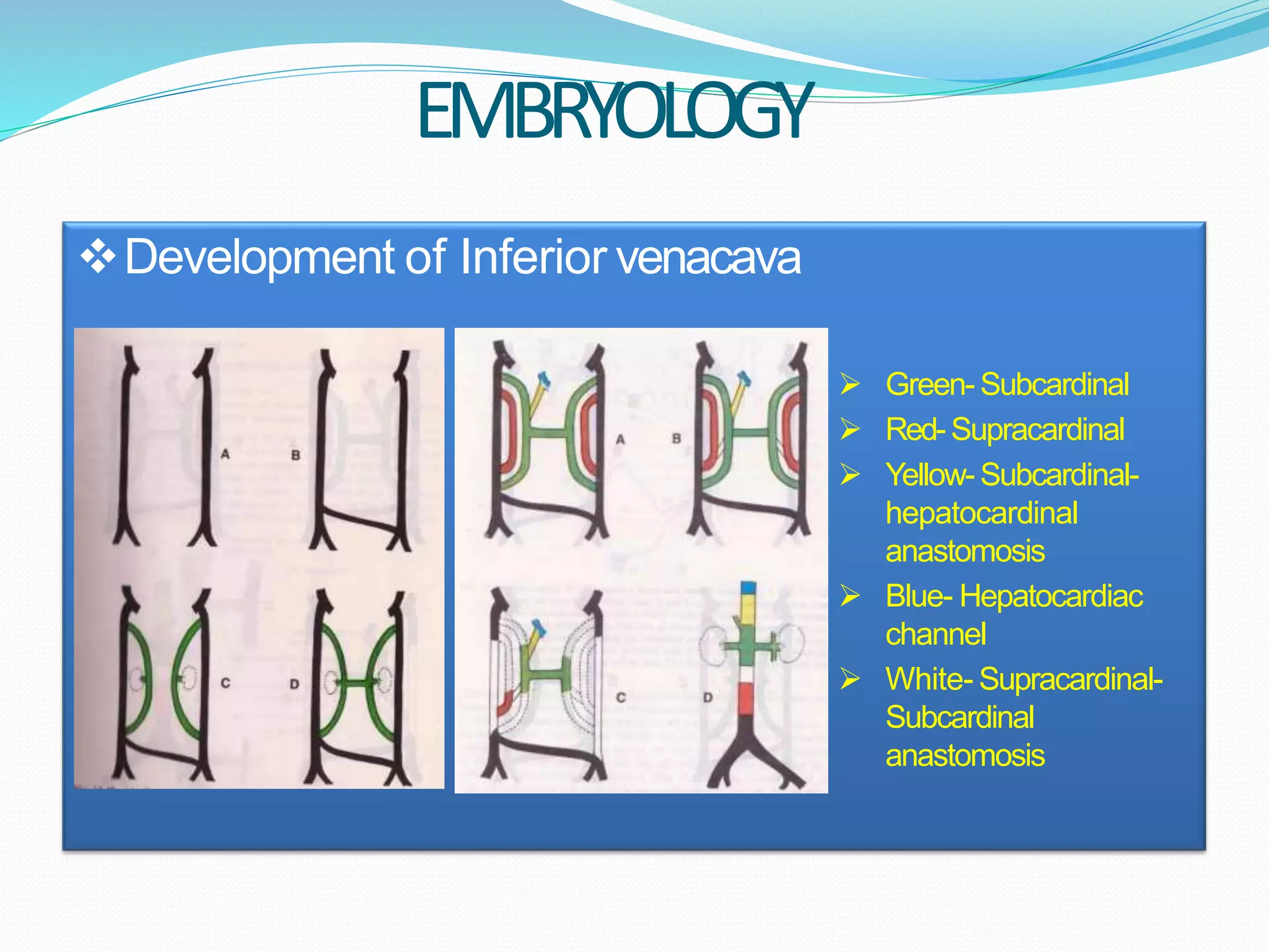 Vena cava anatomy and variants | PPTX