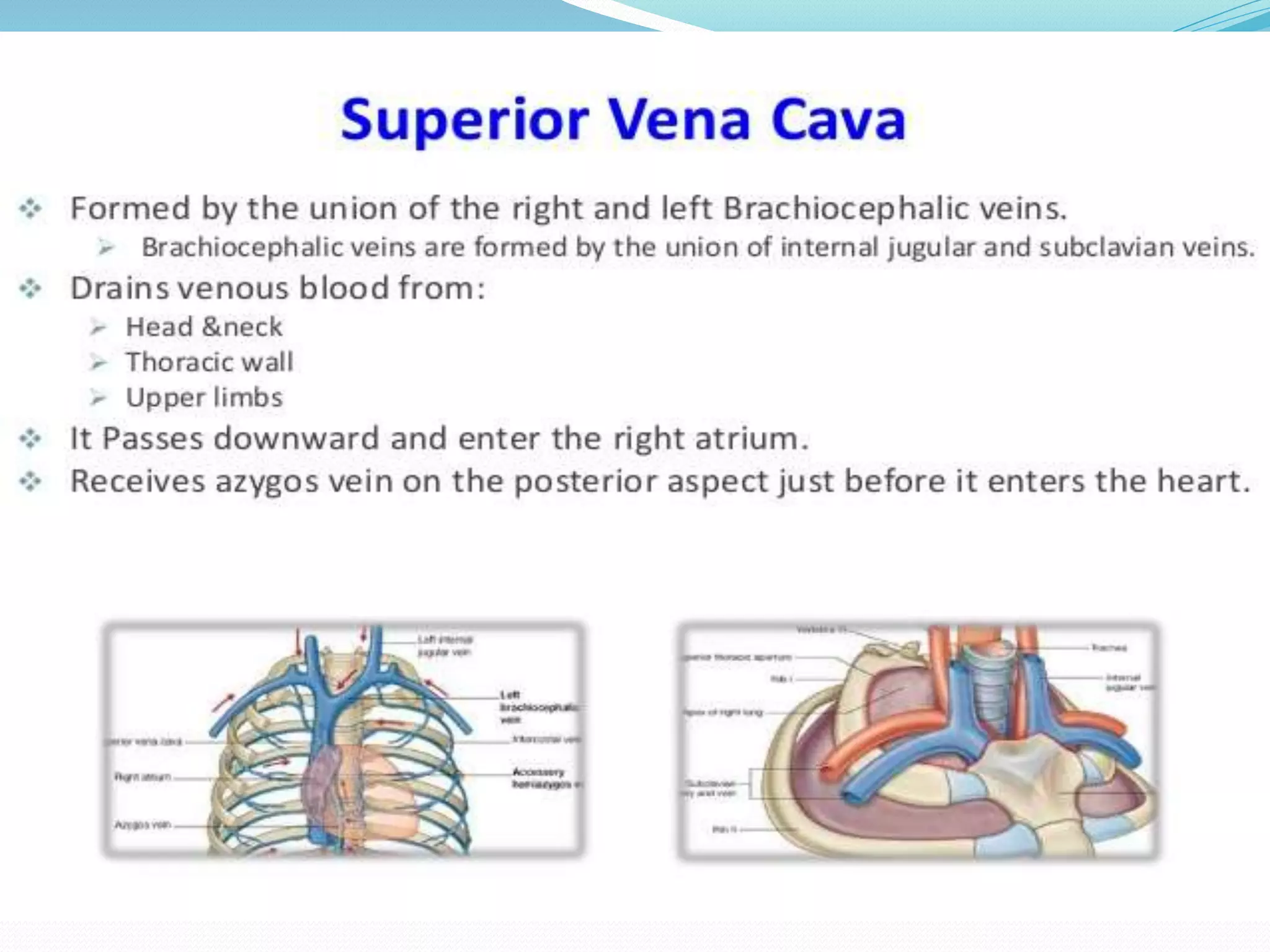 Vena cava anatomy and variants | PPTX