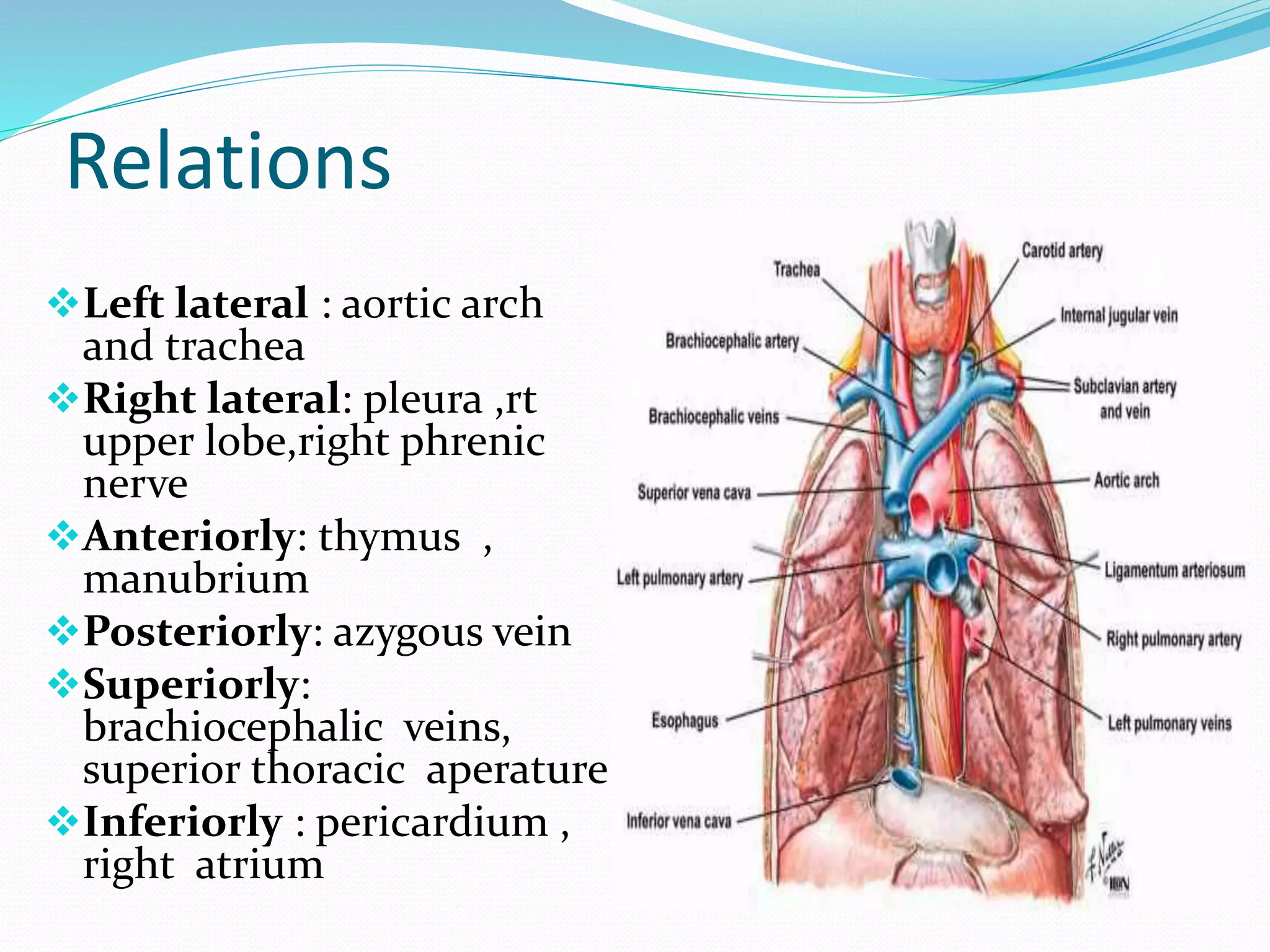 Vena cava anatomy and variants | PPTX