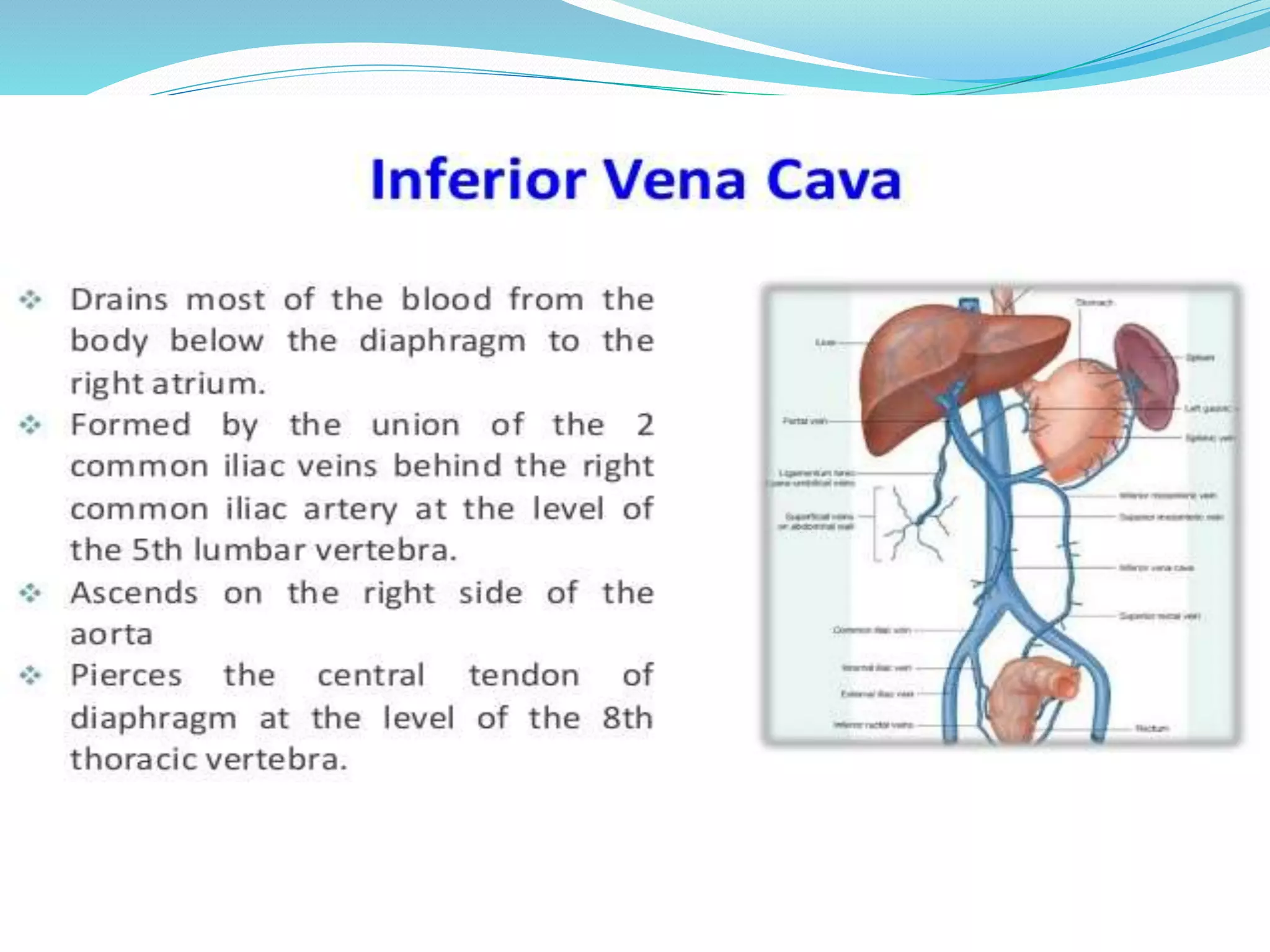 Vena cava anatomy and variants | PPTX