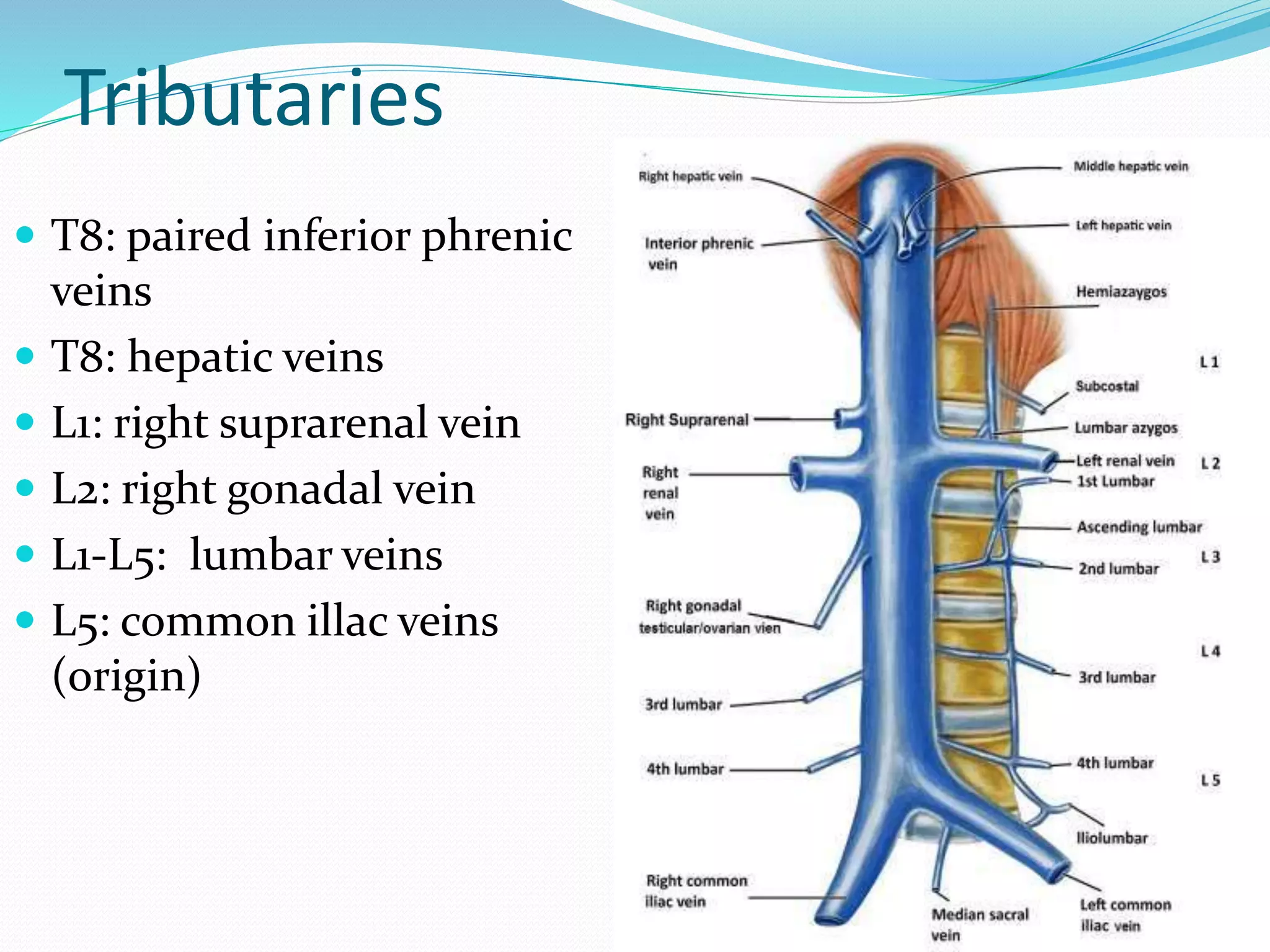Vena cava anatomy and variants | PPTX