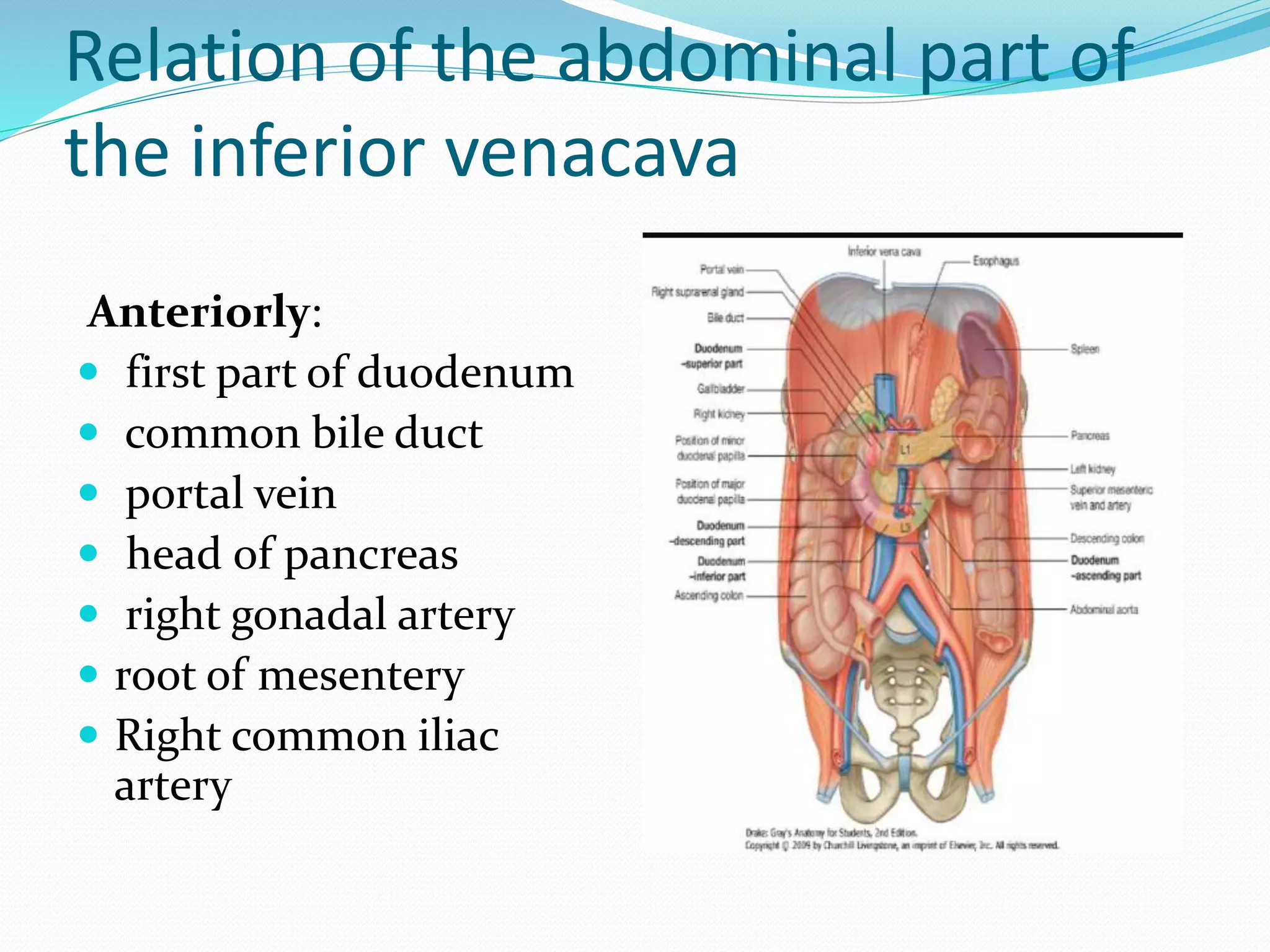 Vena cava anatomy and variants | PPTX