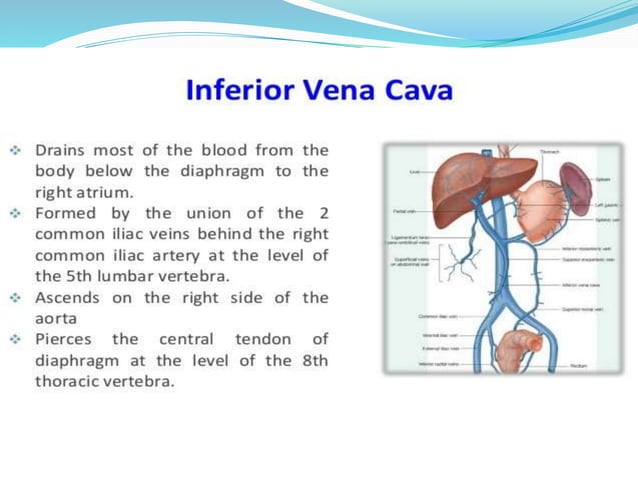 Vena cava anatomy and variants | PPTX | Pregnancy | Reproductive Health