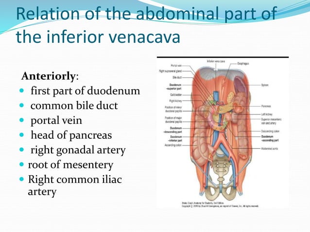 Vena cava anatomy and variants | PPTX | Pregnancy | Reproductive Health