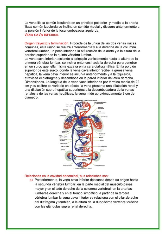 Vena cava superior | DOC