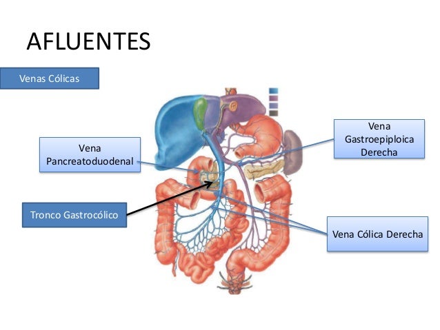Vena mesenterica superior (mesenterica mayor)