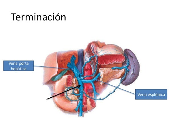 Vena mesenterica superior (mesenterica mayor)