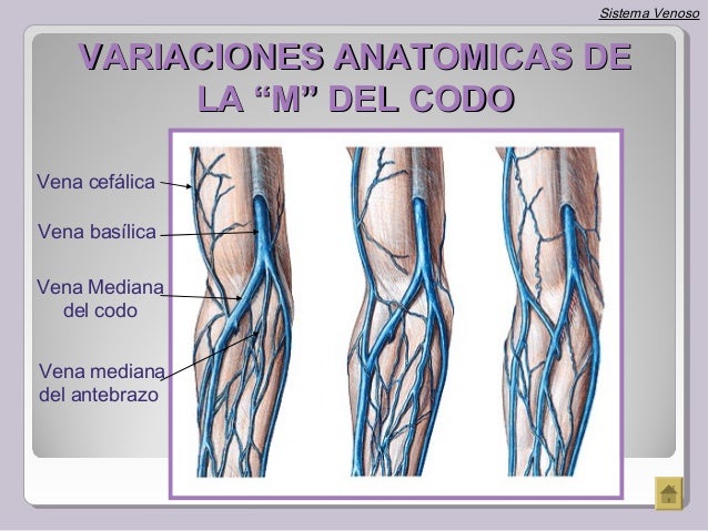 Venas