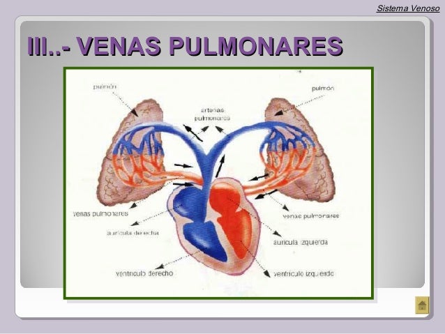 Venas