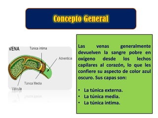 Venas - Anatomia Humana 1 | PDF