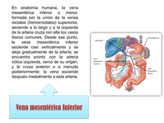 Venas - Anatomia Humana 1 | PDF