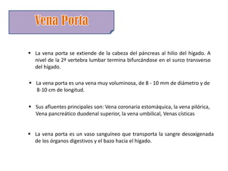 Venas - Anatomia Humana 1 | PDF