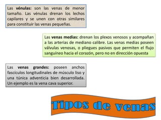 Venas - Anatomia Humana 1 | PDF